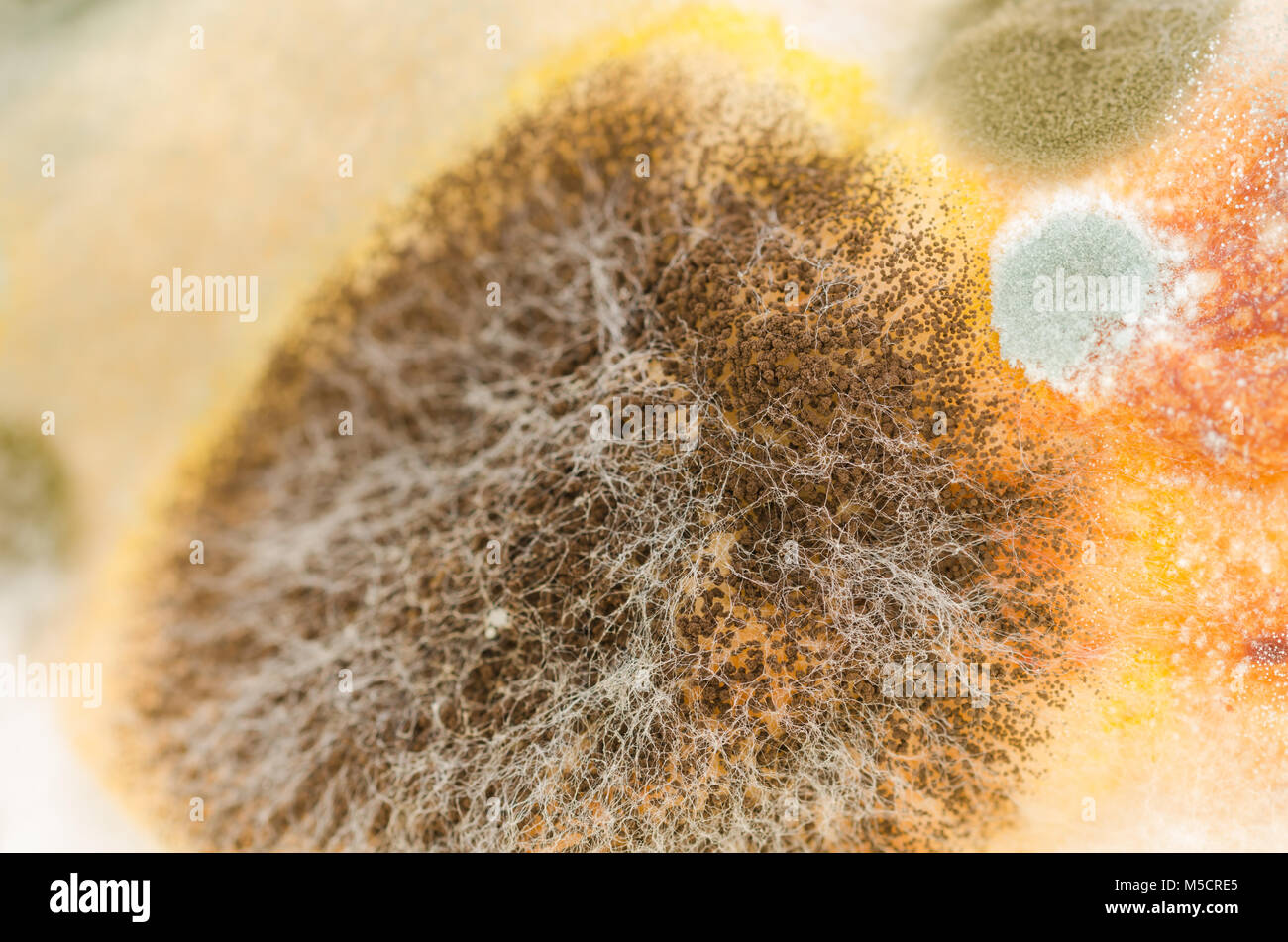 Close up, macro photography of mold on moldy food Stock Photo - Alamy