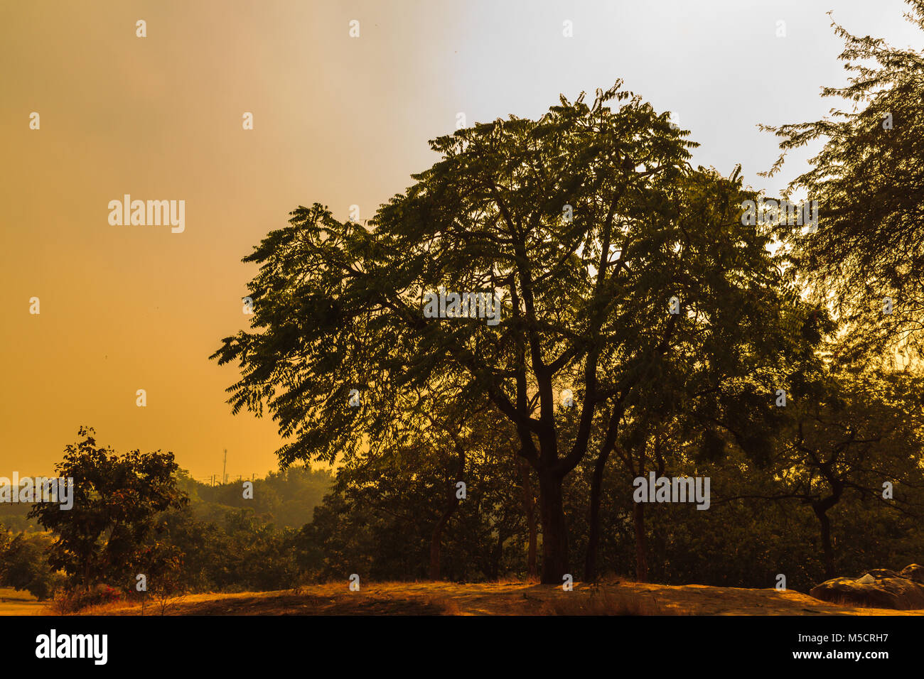 Parks, Forest, plants and green area wonderful landscape in India Stock ...