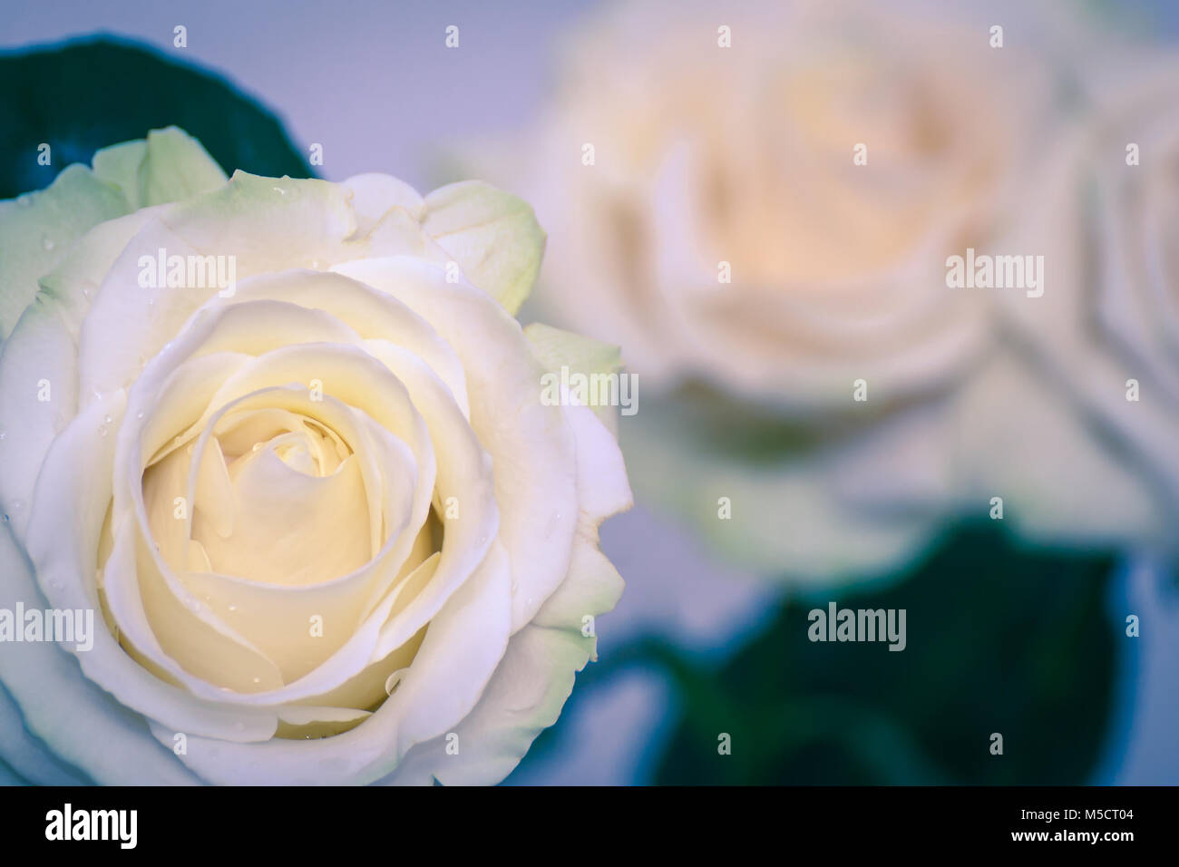 Beautiful white rose flower head. The best gift for a dearly loved one ...