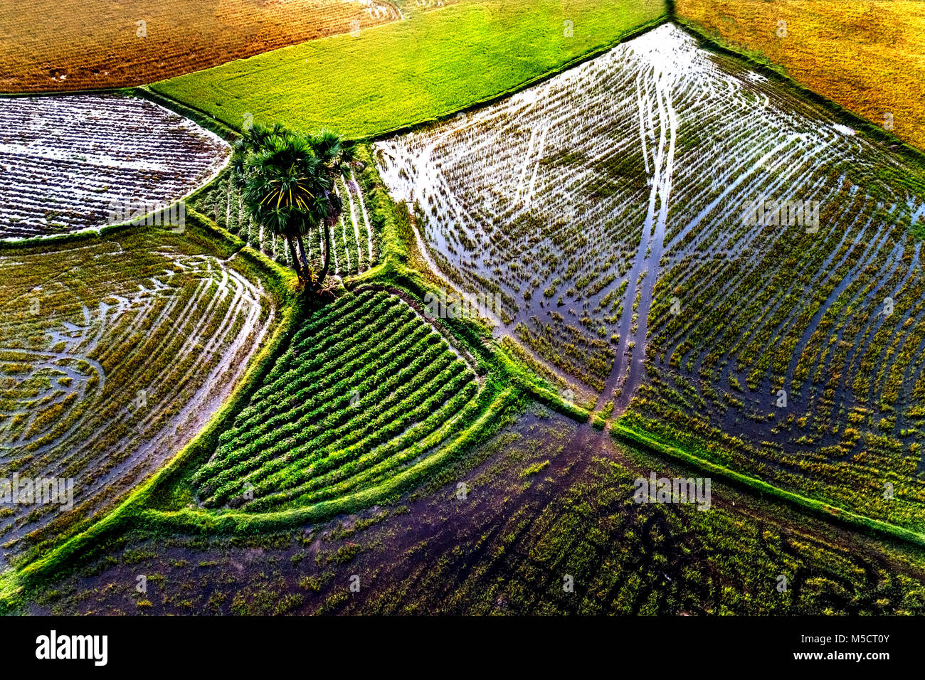 Ta Pa Rice field in mekong delta, An Giang, Vietnam Stock Photo - Alamy