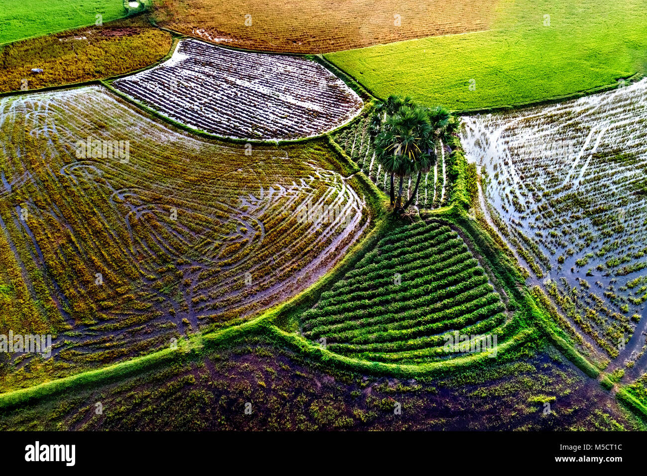 Ta Pa Rice field in mekong delta, An Giang, Vietnam Stock Photo - Alamy