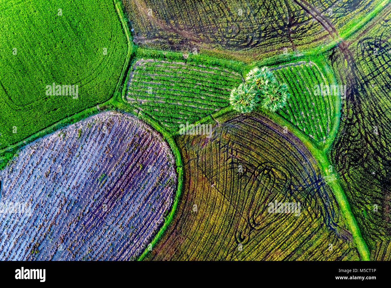 Ta Pa Rice field in mekong delta, An Giang, Vietnam Stock Photo - Alamy