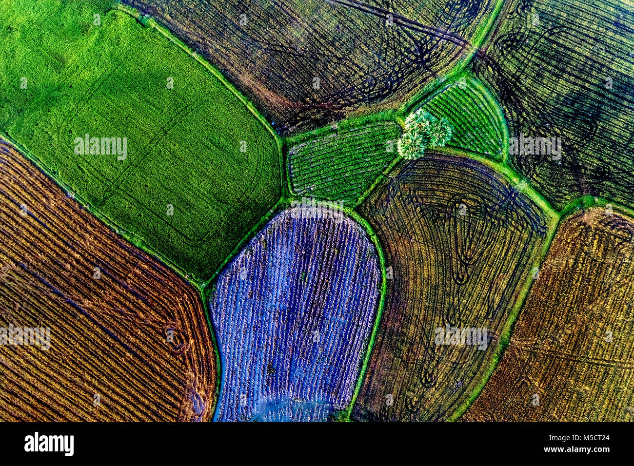 Ta Pa Rice field in mekong delta, An Giang, Vietnam Stock Photo - Alamy
