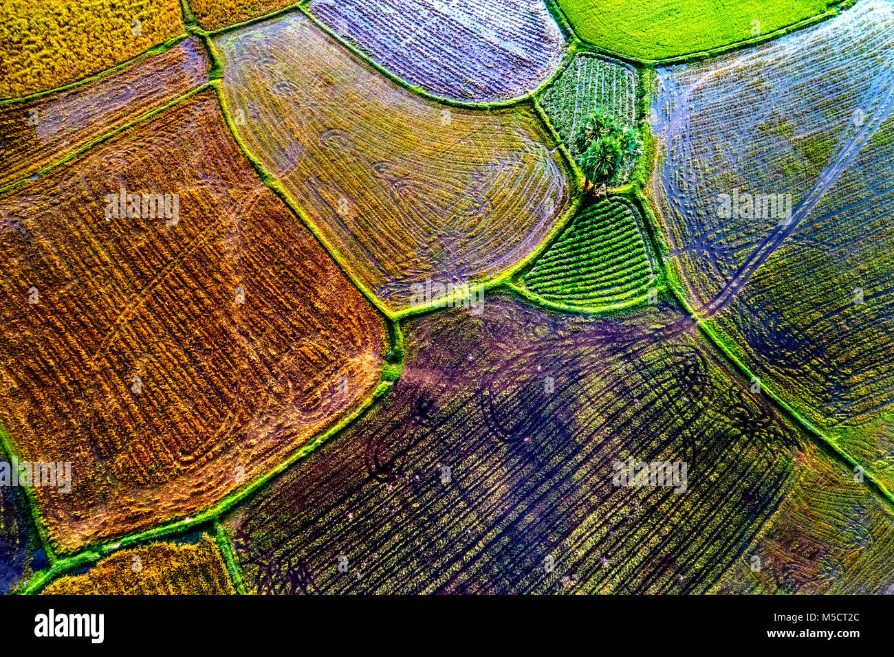 Ta Pa Rice field in mekong delta, An Giang, Vietnam Stock Photo - Alamy