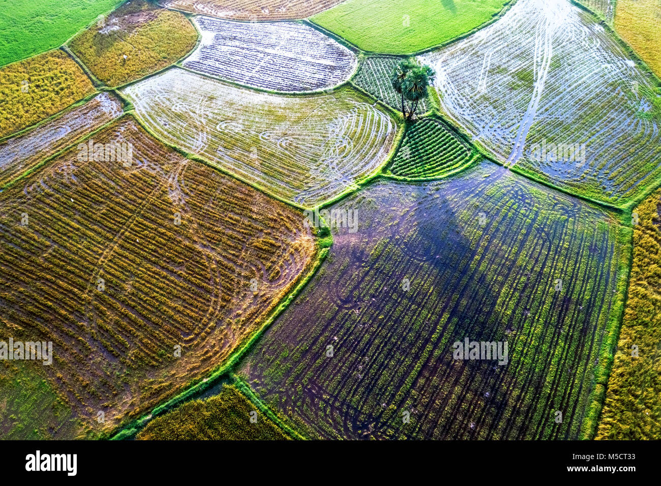Ta Pa Rice field in mekong delta, An Giang, Vietnam Stock Photo - Alamy