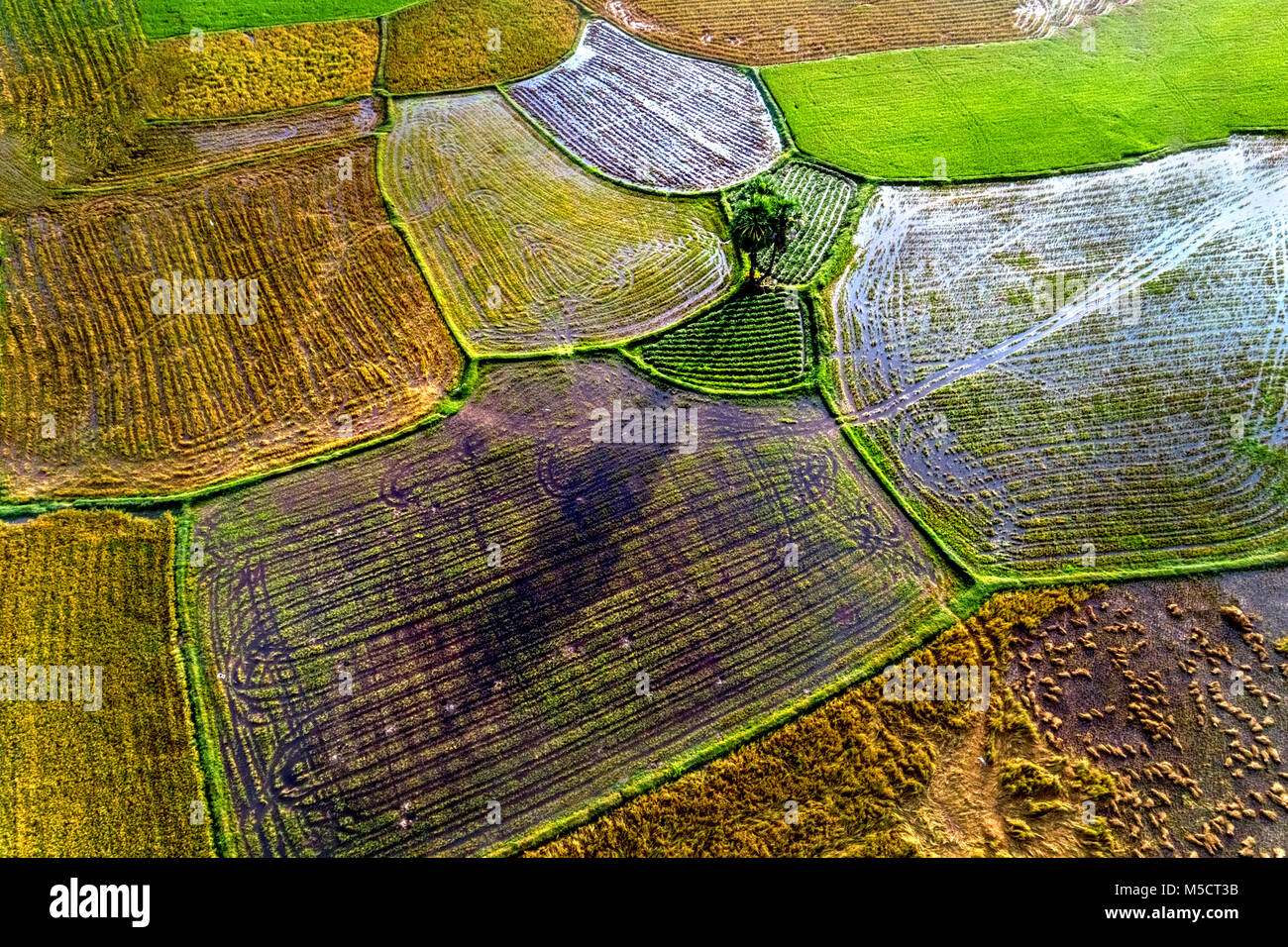 Ta Pa Rice field in mekong delta, An Giang, Vietnam Stock Photo - Alamy