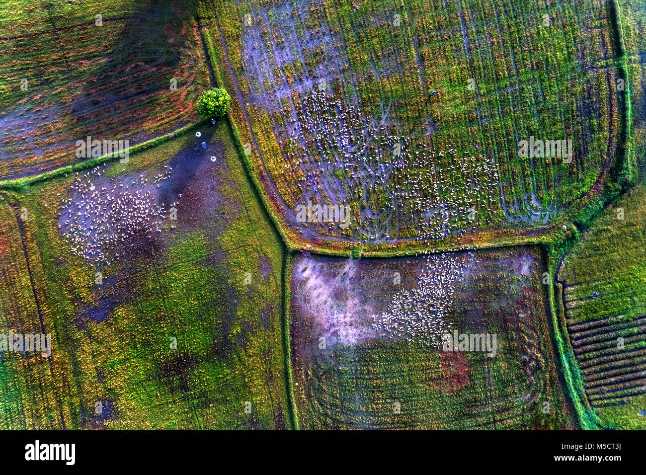Ta Pa Rice field in mekong delta, An Giang, Vietnam Stock Photo - Alamy