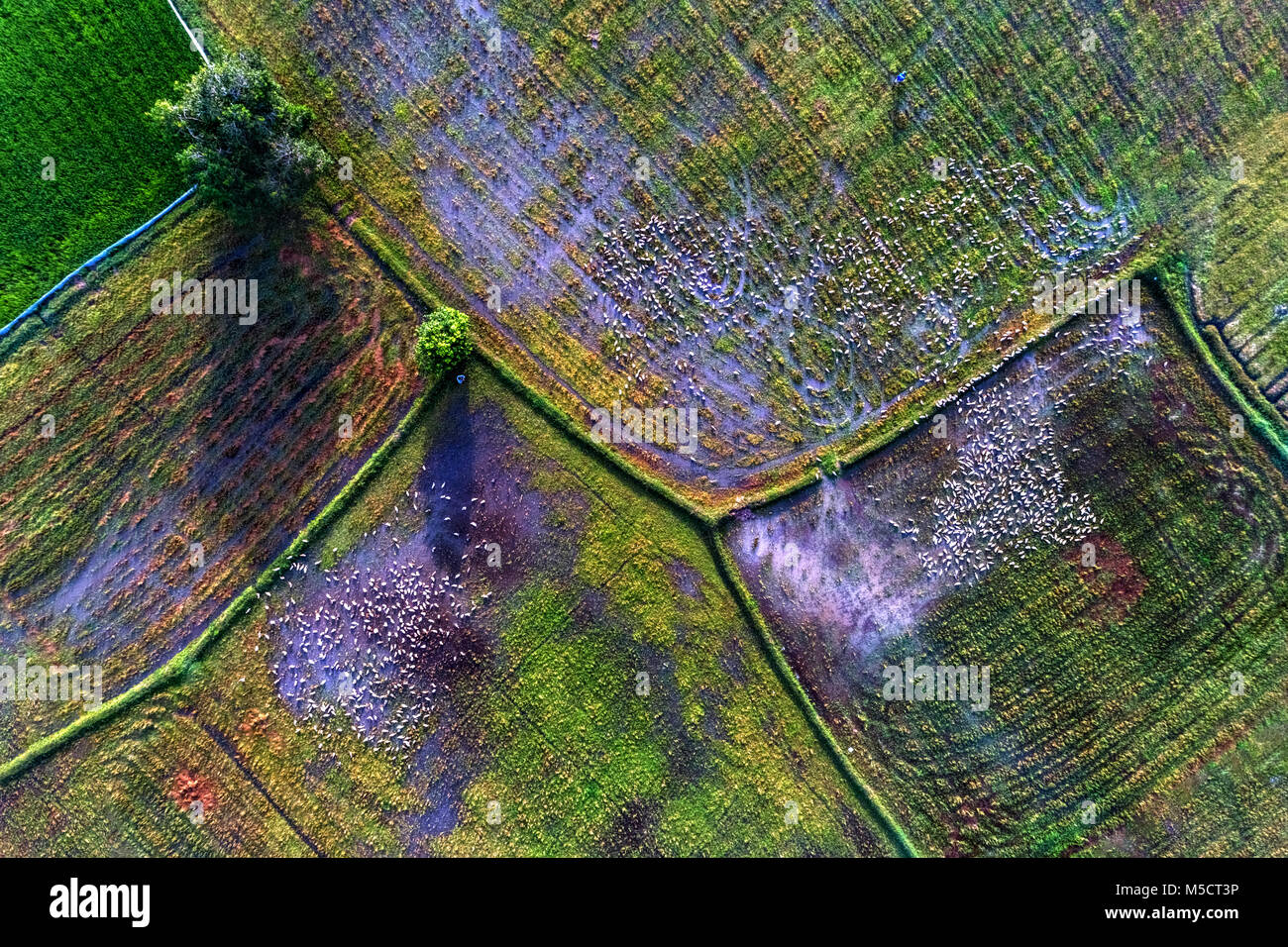 Ta Pa Rice field in mekong delta, An Giang, Vietnam Stock Photo - Alamy
