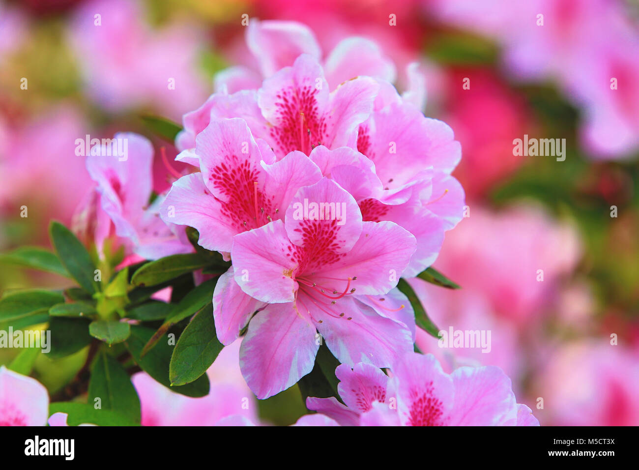 Azalea flowers,many beautiful pink with red flowers blooming in the ...