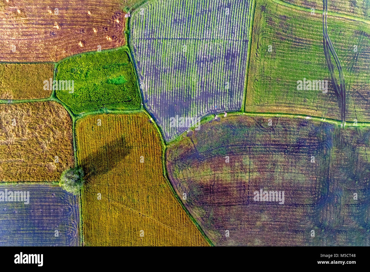 Ta Pa Rice field in mekong delta, An Giang, Vietnam Stock Photo - Alamy
