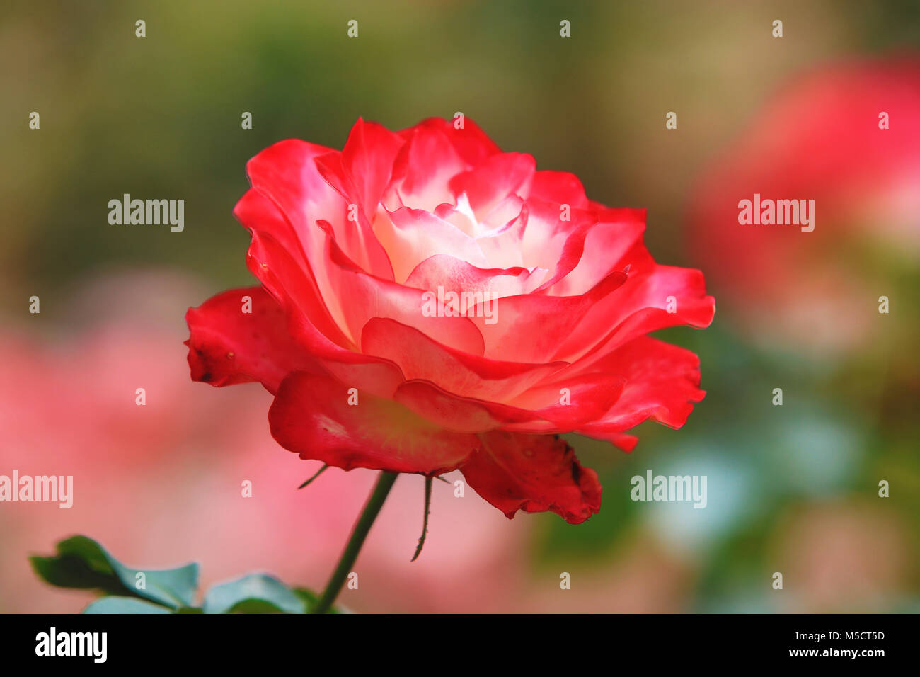 Red with white rose,beautiful rose blooming in the garden in spring ...
