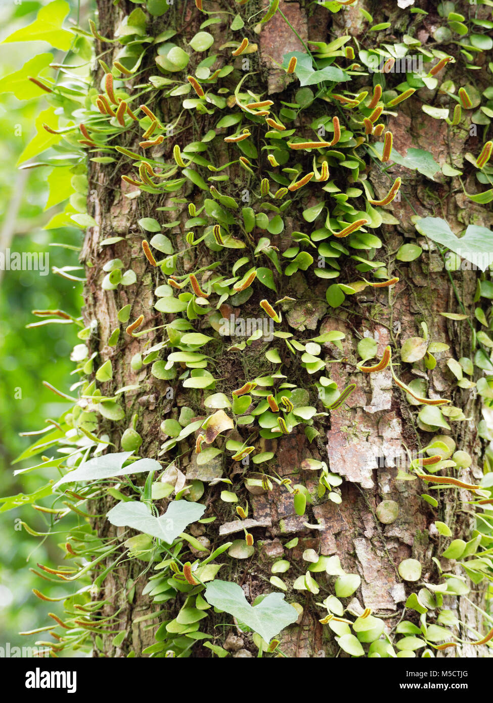 Epiphyte plant hi-res stock photography and images - Alamy