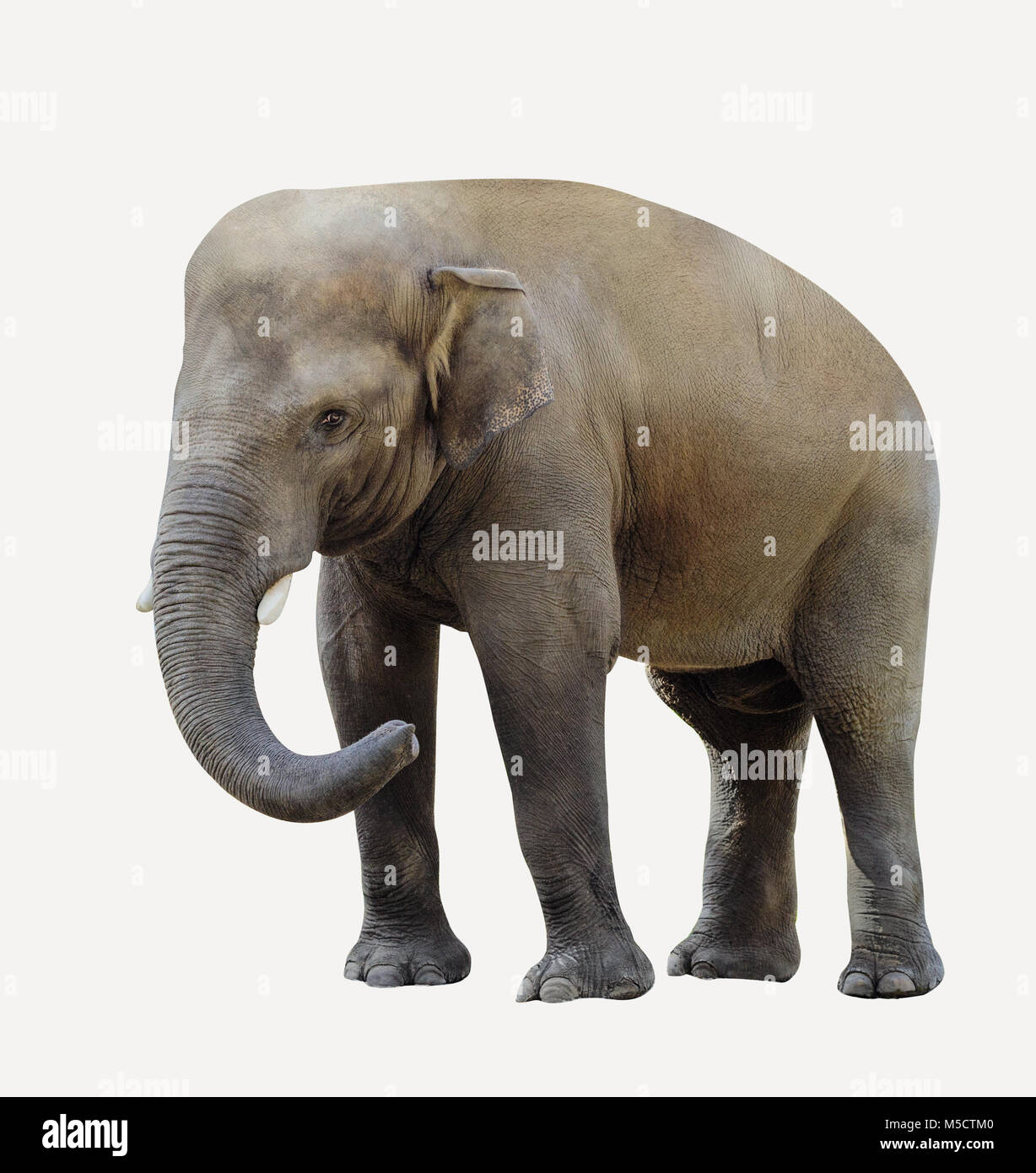 elephant isolated on white background. Little elephant looks into the ...