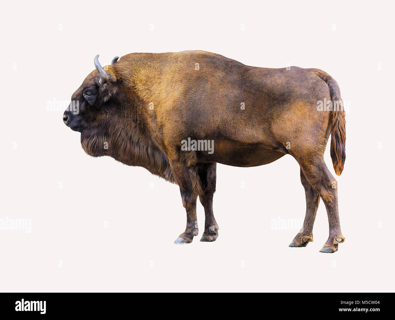 Bison isolated on white background. Muscular buffalo side view. A ...