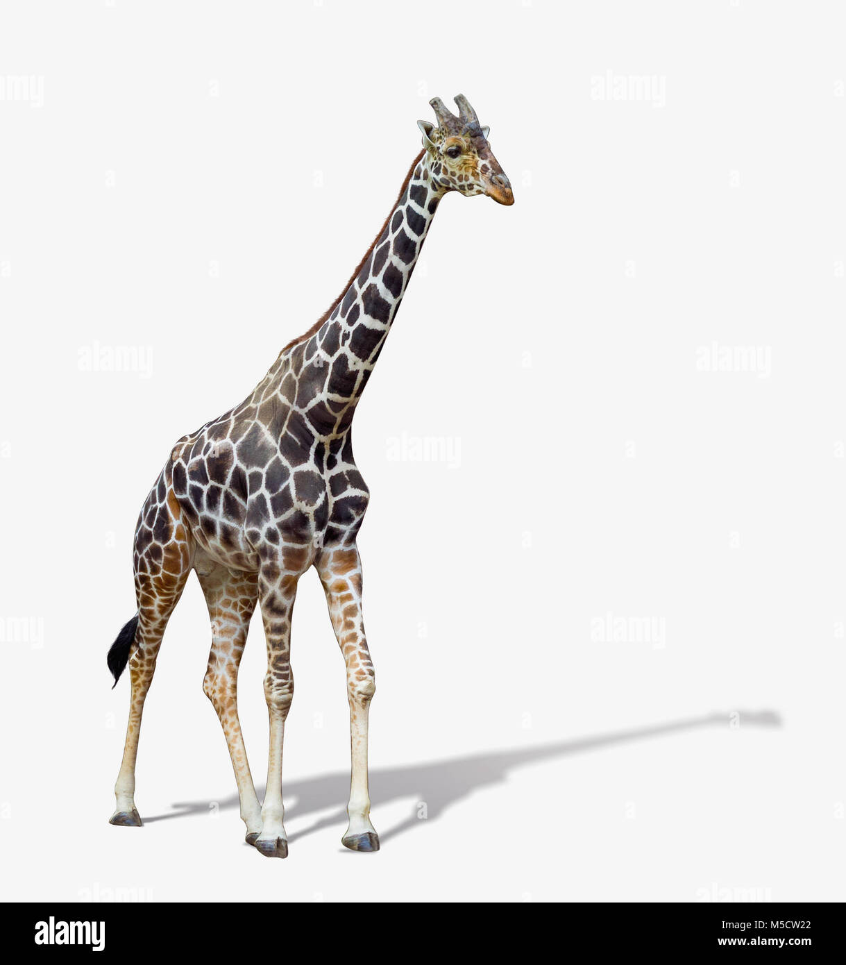 giraffe isolated on white background Stock Photo - Alamy