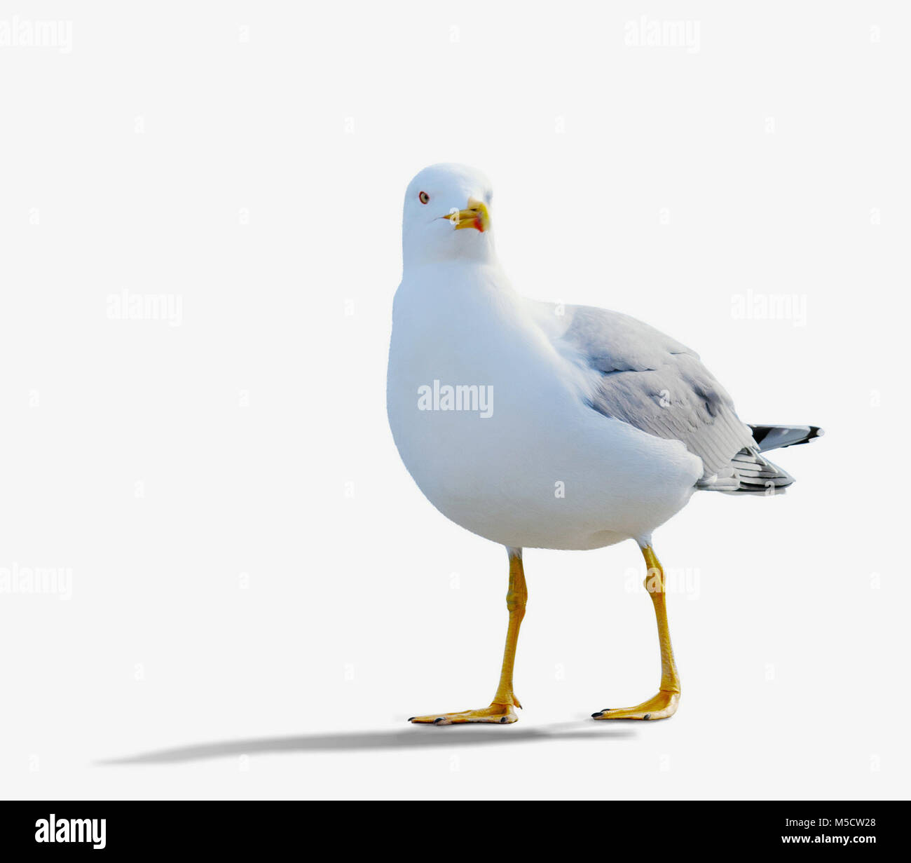 sea gull standing on his feet. seagull . Isolated over white. the gull ...
