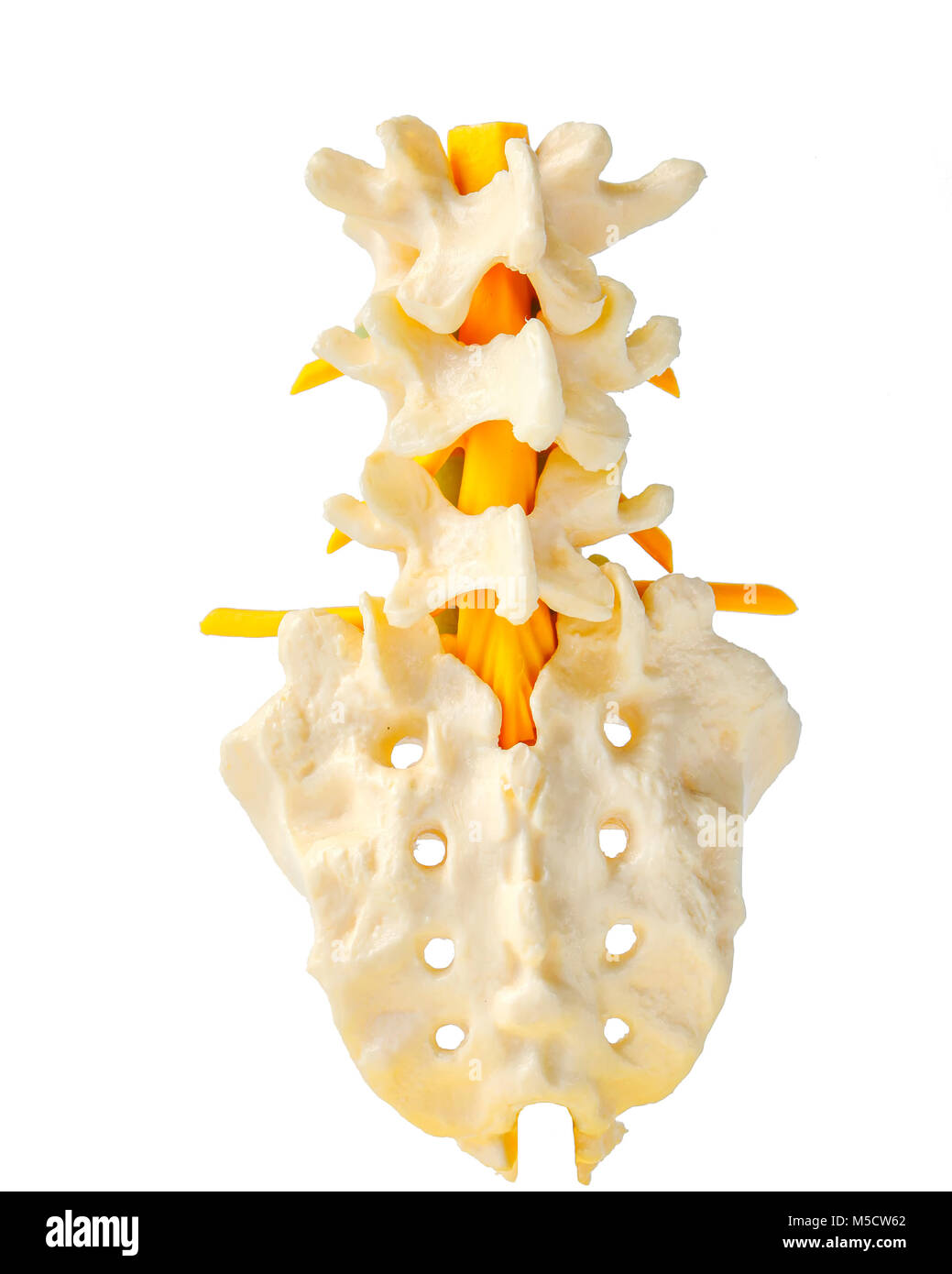 Anatomy backbone hi-res stock photography and images - Alamy