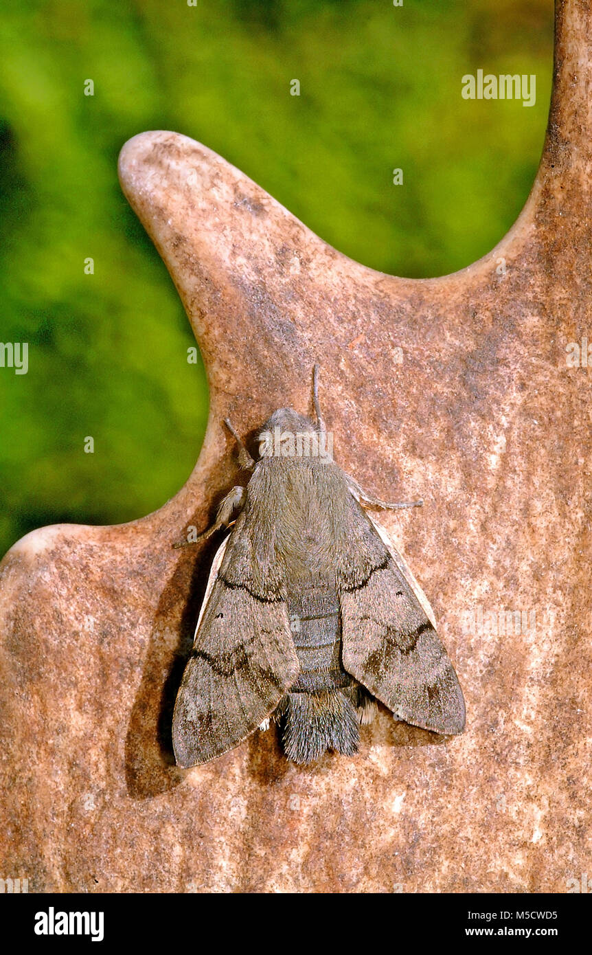 Hummingbird hawk moth resting on a fallow deer antler Stock Photo - Alamy