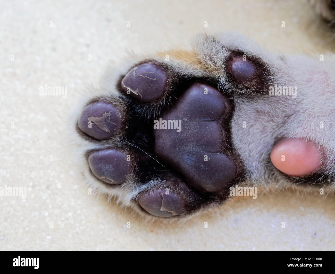 Tiger paw hi-res stock photography and images - Alamy