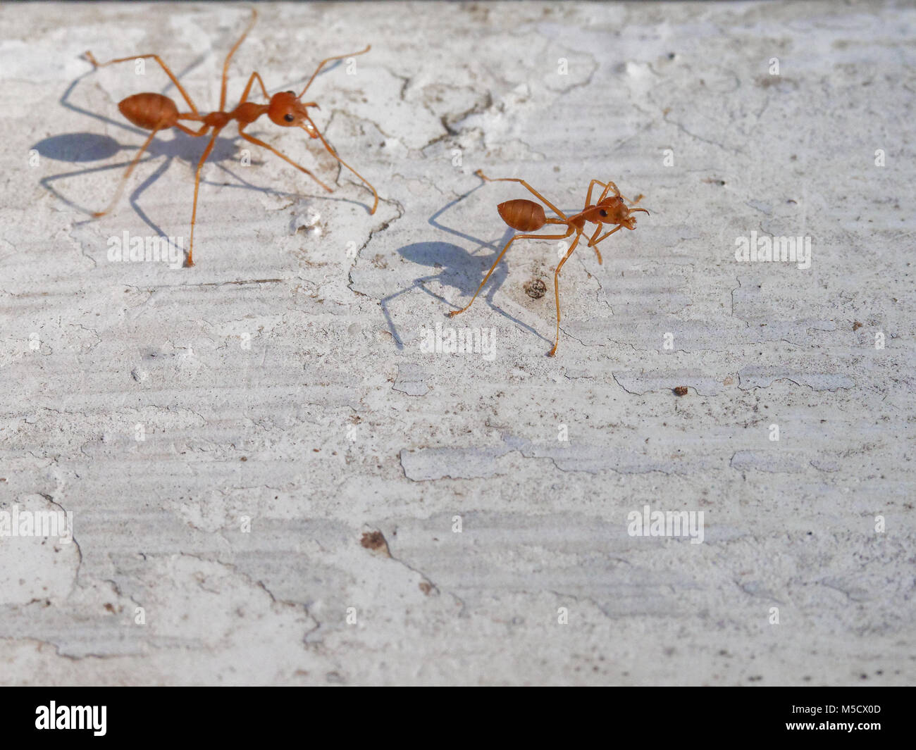 Fire ants hi-res stock photography and images - Alamy