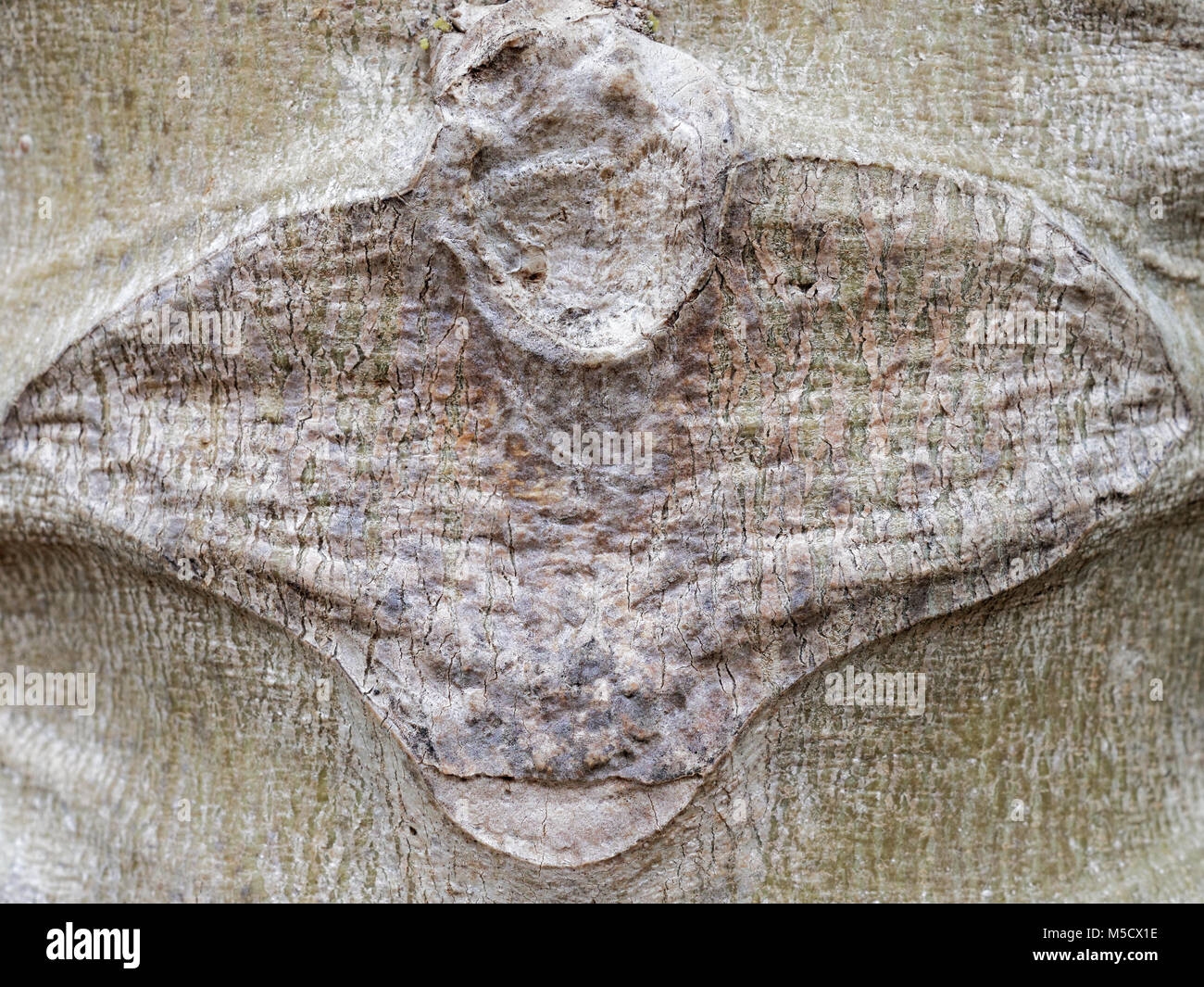 Abstract texture of close up papaya bud and trunk Stock Photo - Alamy