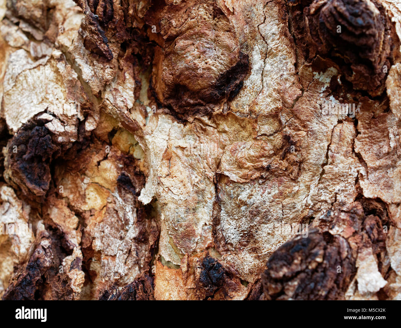 Eucalyptus abstract hi-res stock photography and images - Alamy