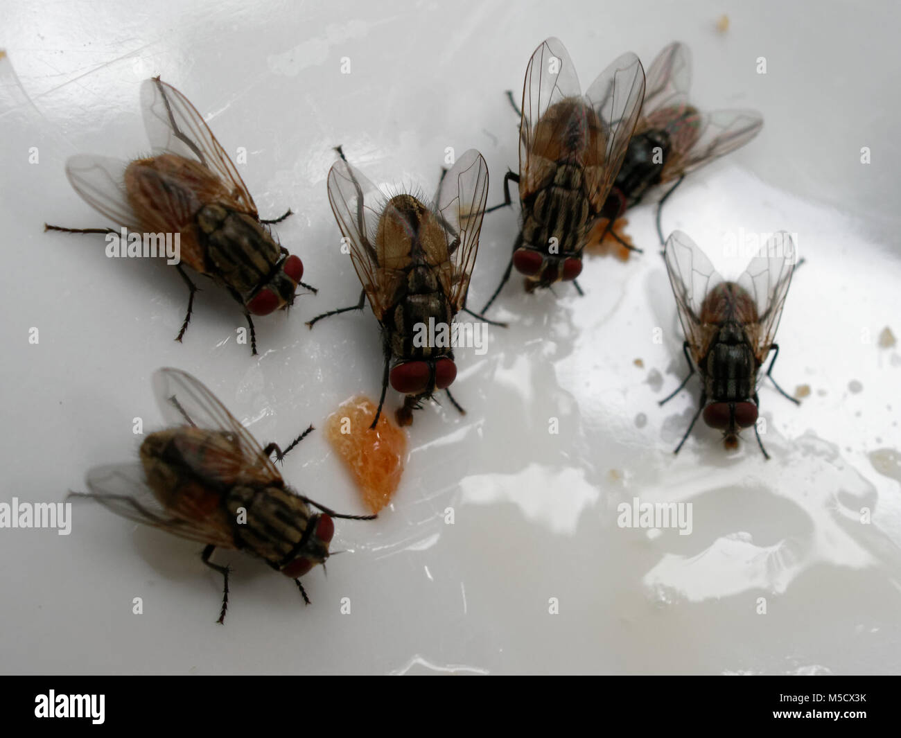 Dirty house fly hi-res stock photography and images - Alamy