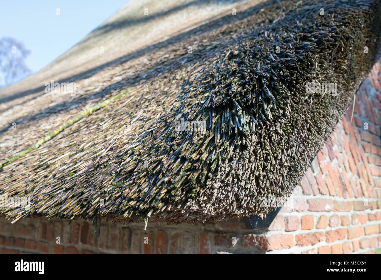 A thatched roof of a traditional dutch house, Netherlands architecture ...
