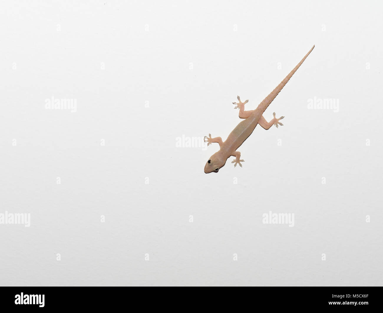 Lizard gecko reptile vertebrate hi-res stock photography and images - Alamy