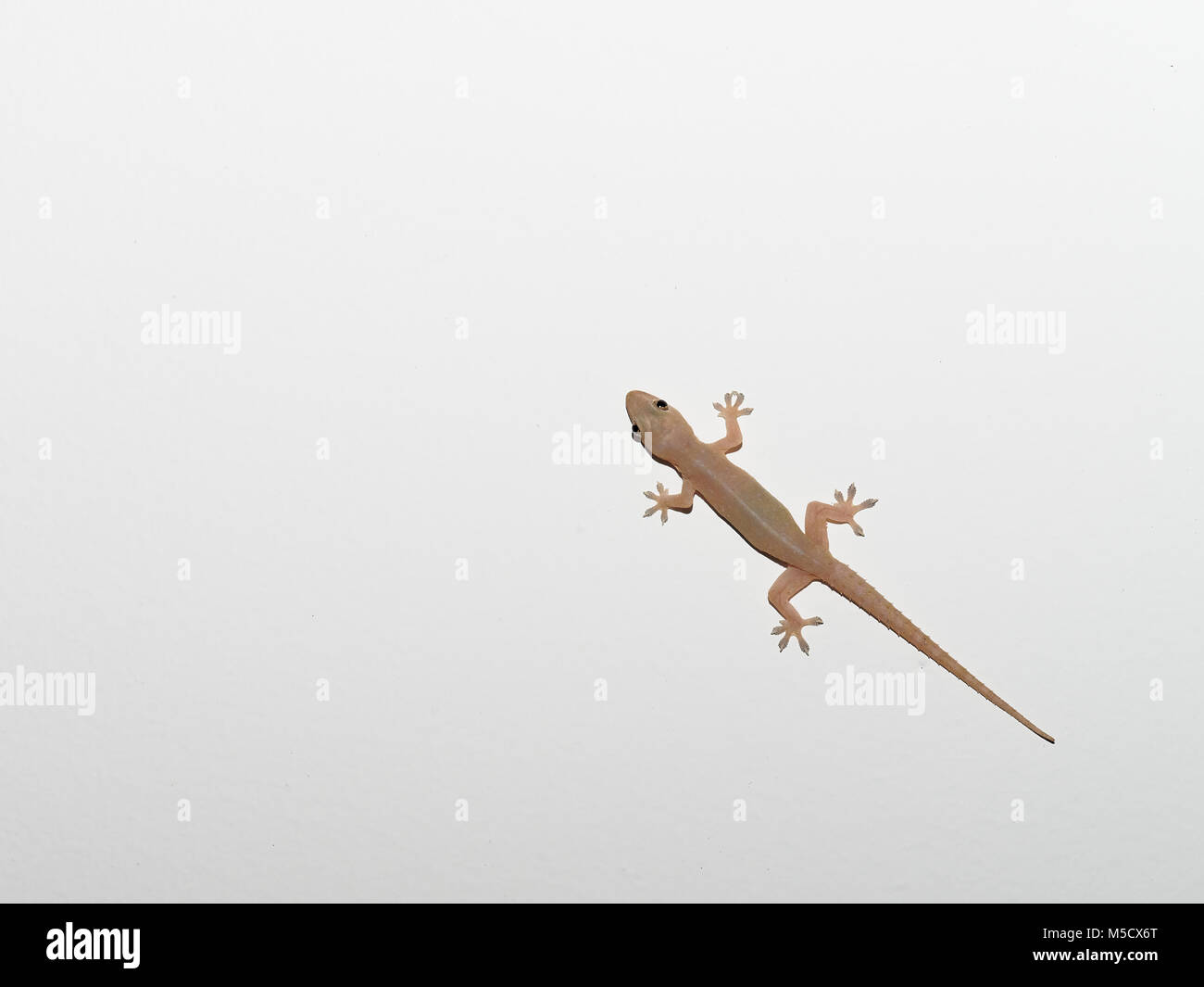 Small lizard hi-res stock photography and images - Alamy