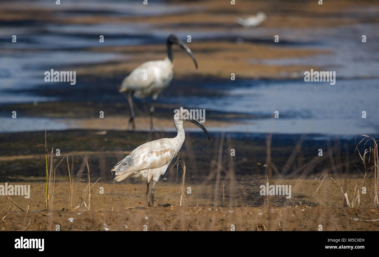 A juvenile black headed ibis standing on the side of a dried up river ...