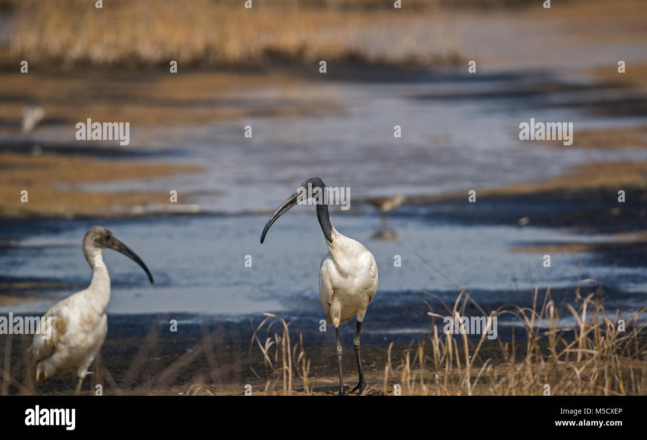 Indian ibis hi-res stock photography and images - Alamy