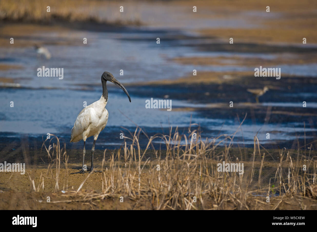 Indian Black Ibis High Resolution Stock Photography and Images - Alamy