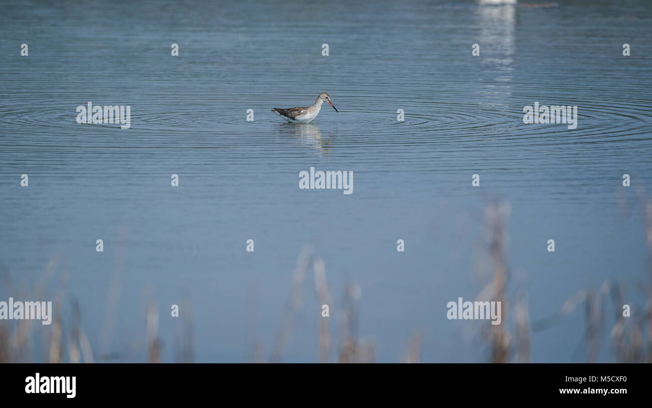A common redshank bird in water hunting fish Stock Photo - Alamy