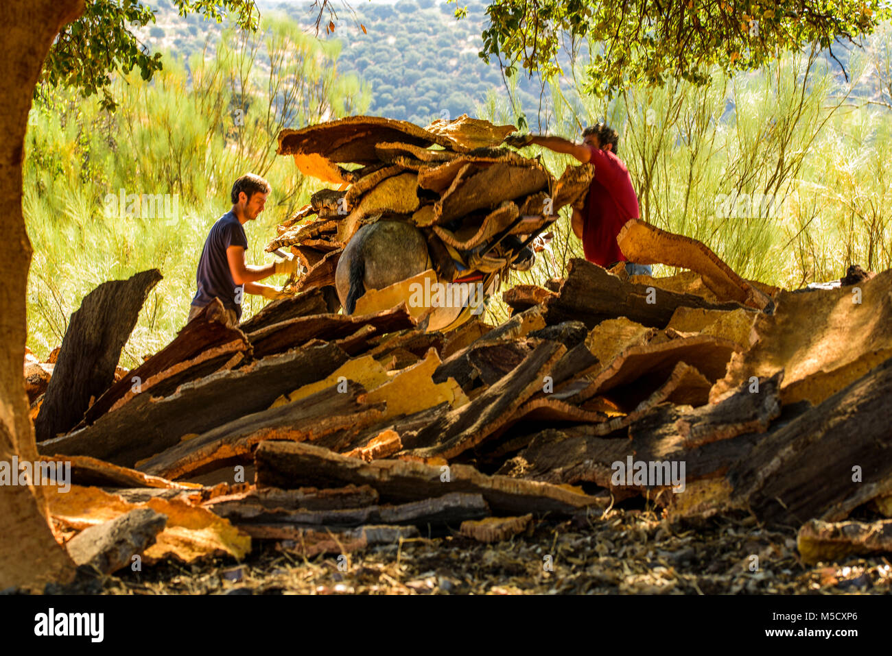 Cork workers, taking out the cortex of the corks. After that we can use ...