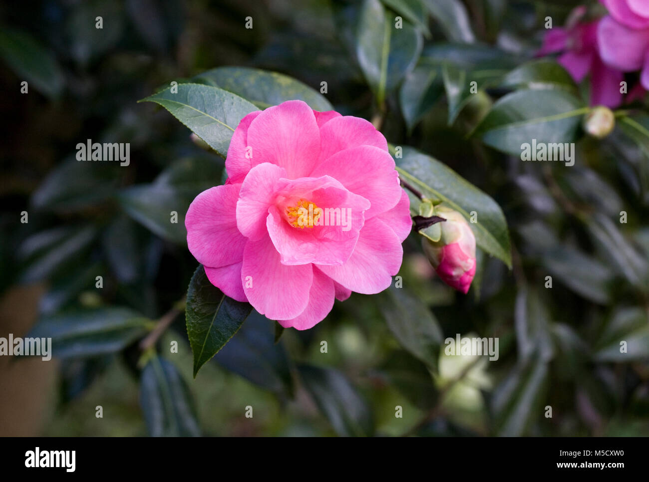 Camellia 'Phyl Doak' flowers Stock Photo - Alamy