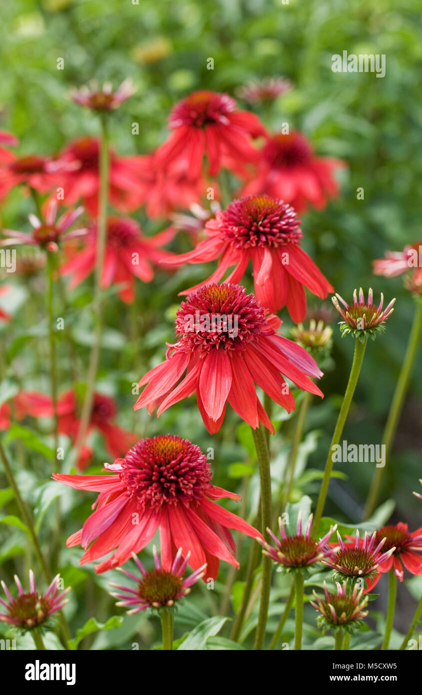 Echinacea 'Eccentric' flowers Stock Photo - Alamy