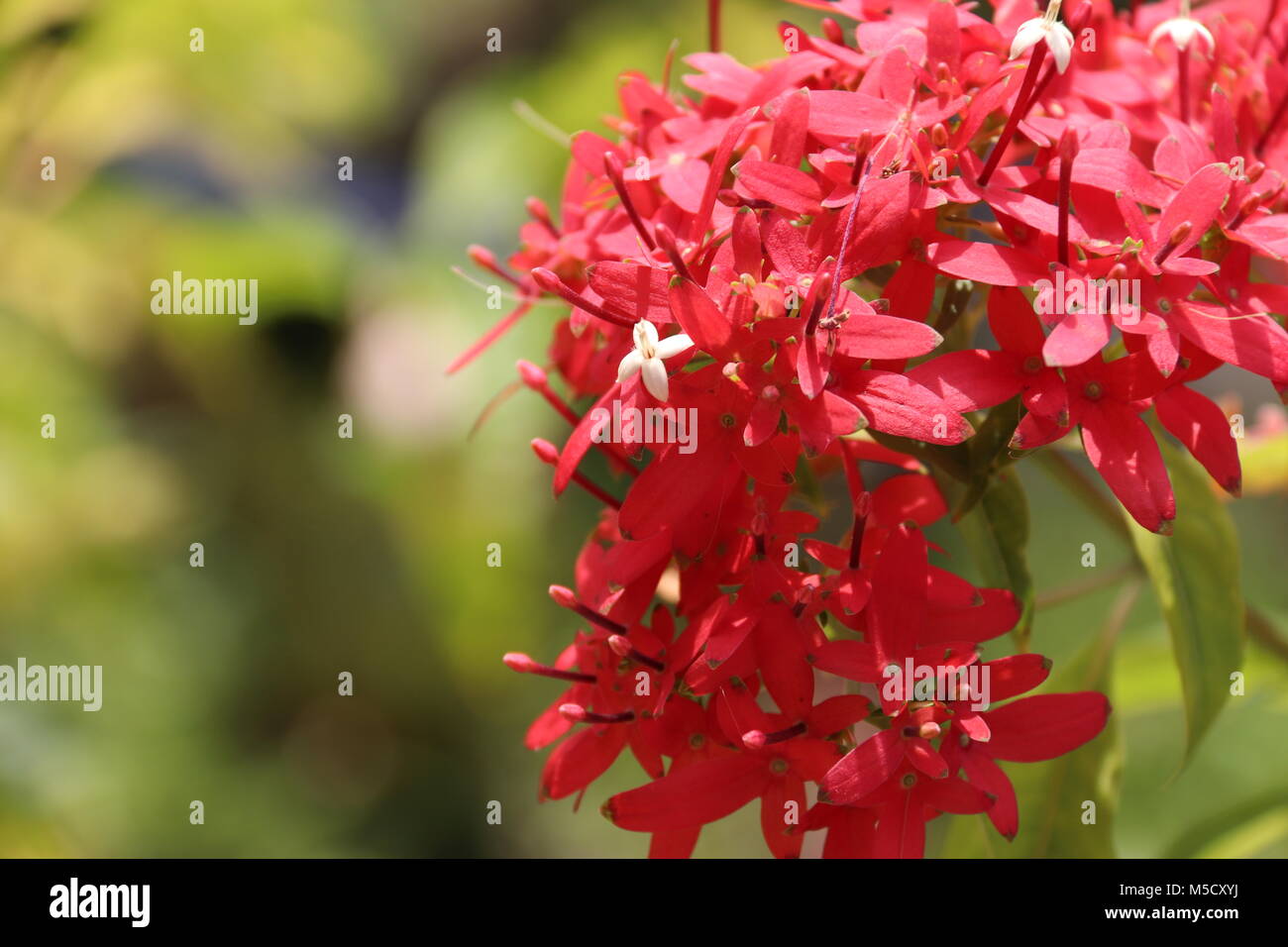 Ixora spp hi-res stock photography and images - Alamy
