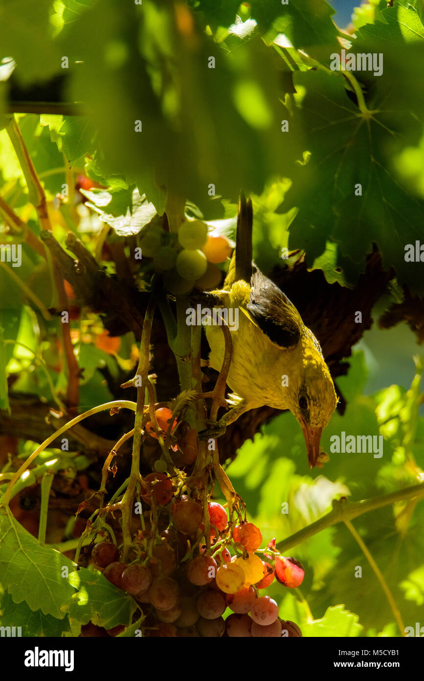 Golden Oriole (Oriolus oriolus Stock Photo - Alamy