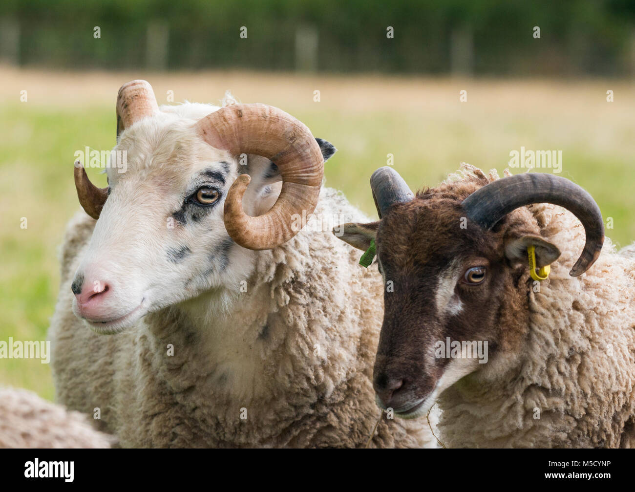 Shetland sheep on a farm in Shropshire, England, UK Stock Photo - Alamy