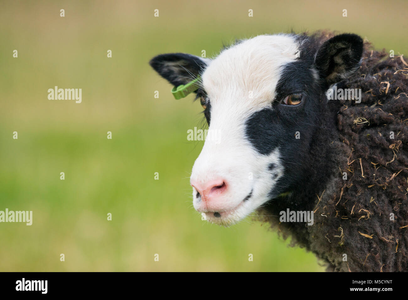 Shetland sheep on a farm in Shropshire, England, UK Stock Photo - Alamy