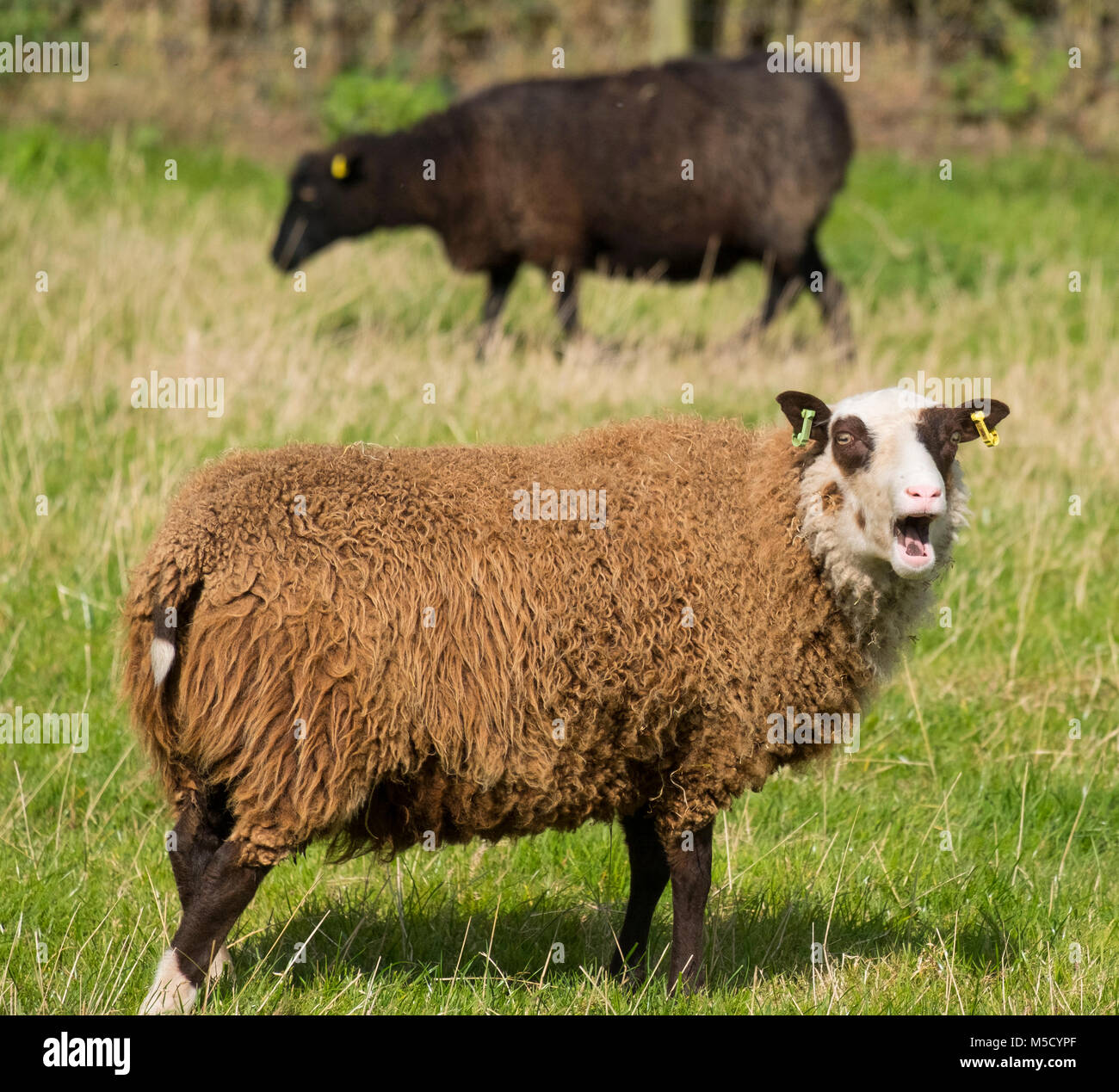 Shetland sheep on a farm in Shropshire, England, UK Stock Photo - Alamy