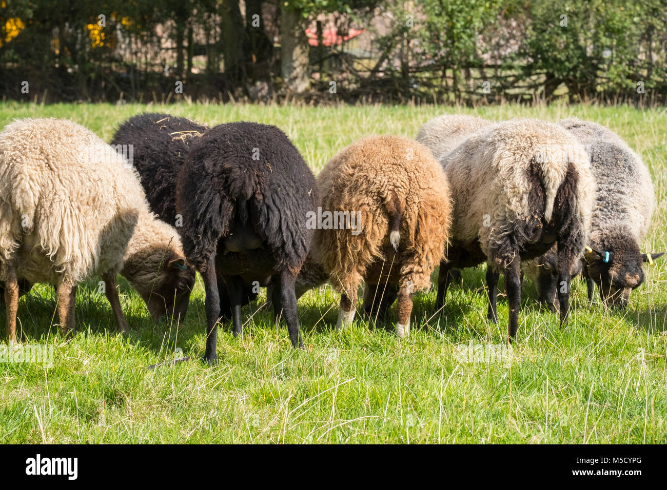 Shetland sheep hi-res stock photography and images - Alamy