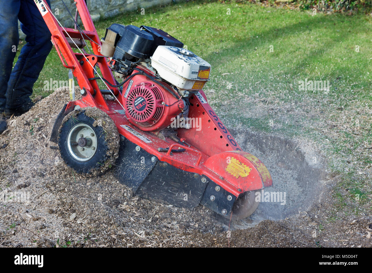 Gardener removing and old tree and digging out the stump from a ...