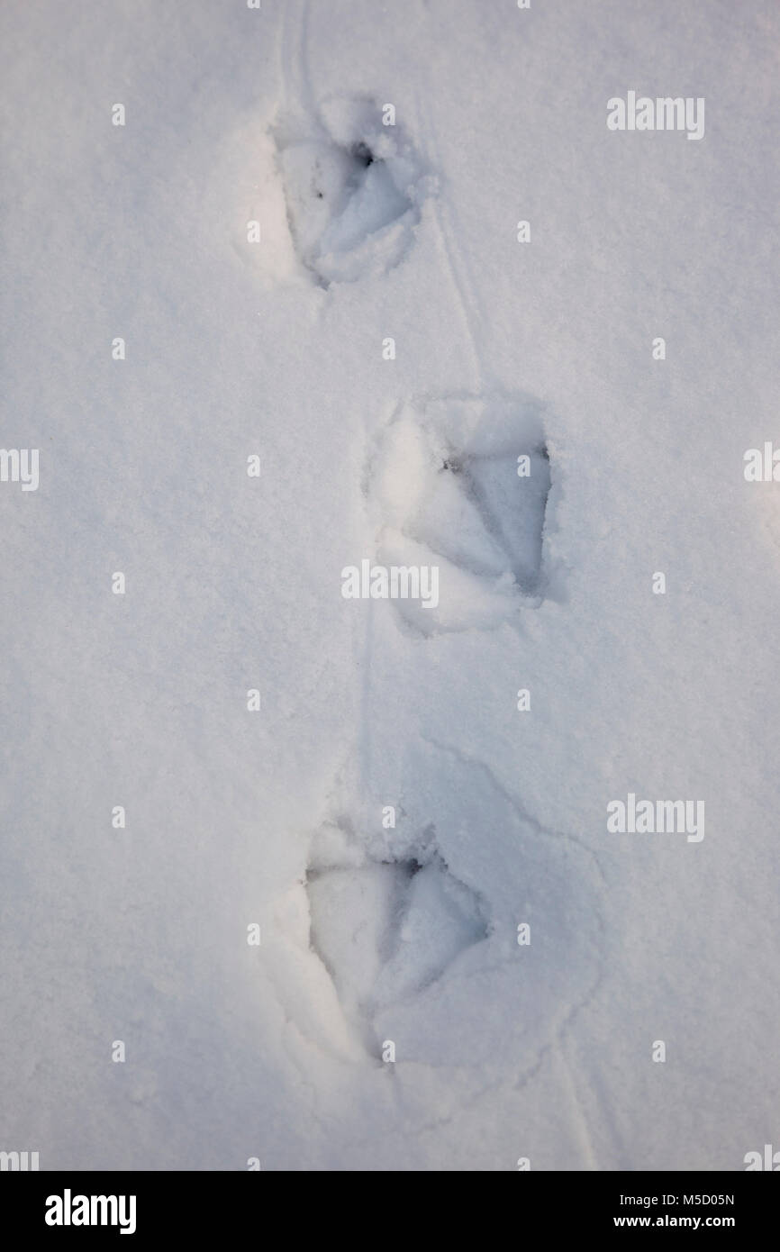 Swan Footprint High Resolution Stock Photography and Images - Alamy
