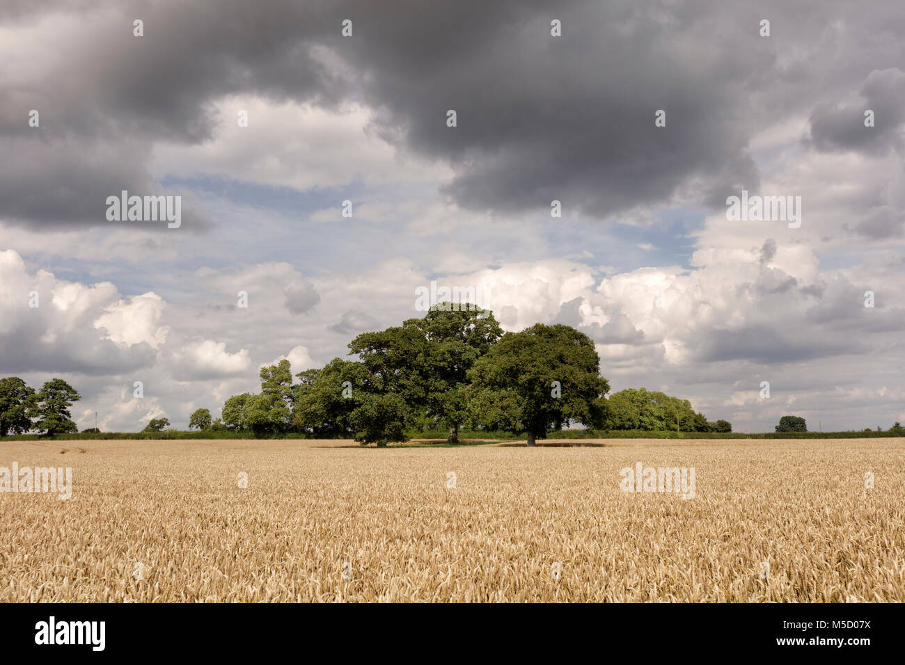 Trees growing in the middle of a field of wheat in rural ...