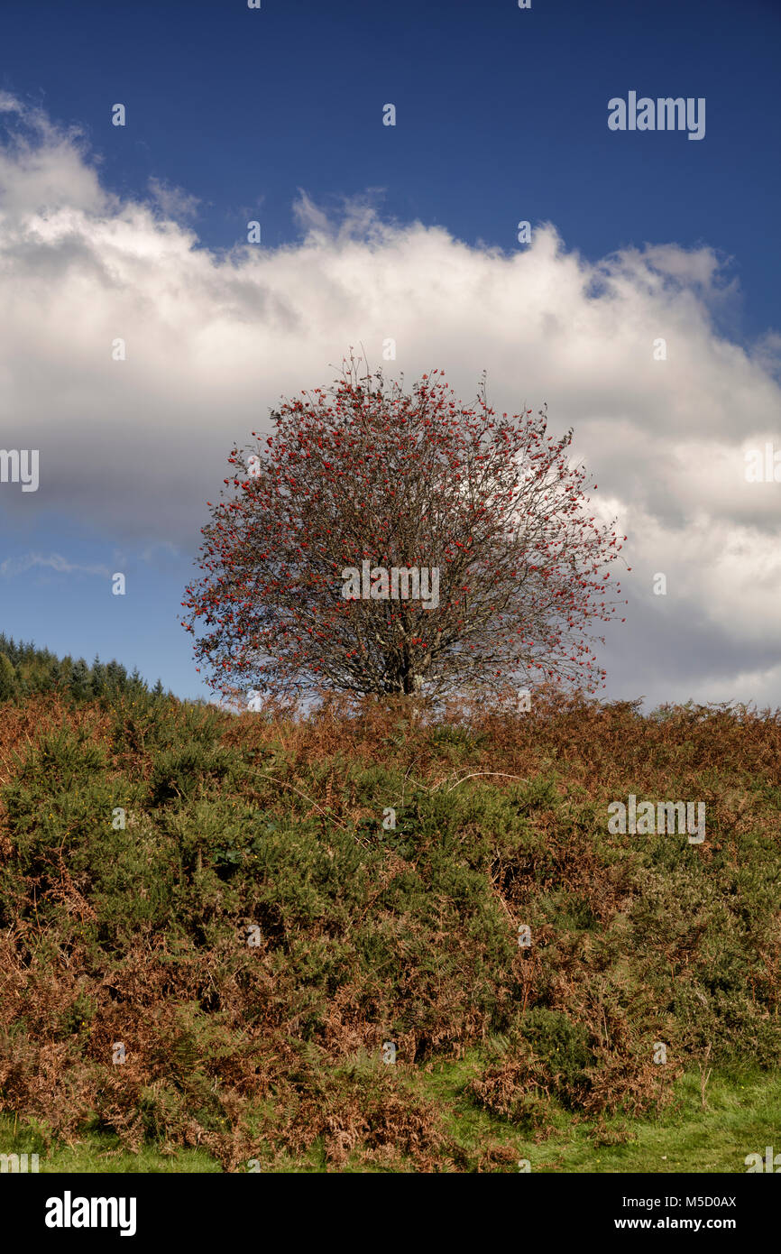 Rowan tree against a blue sky in Snowdonia in North Wales Stock Photo ...