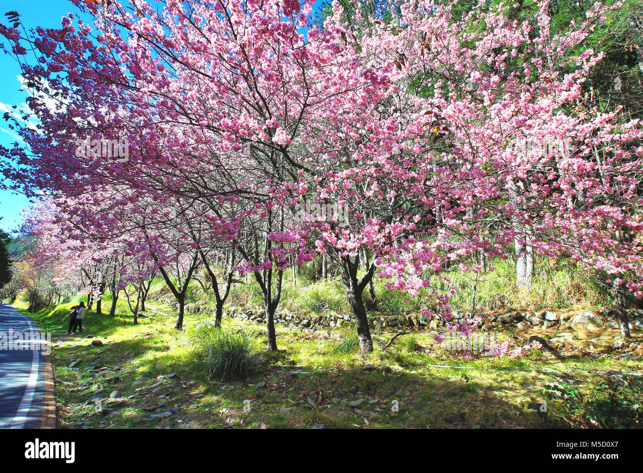 Beautiful scenery of pink cherry blossom trees with road and travelers ...