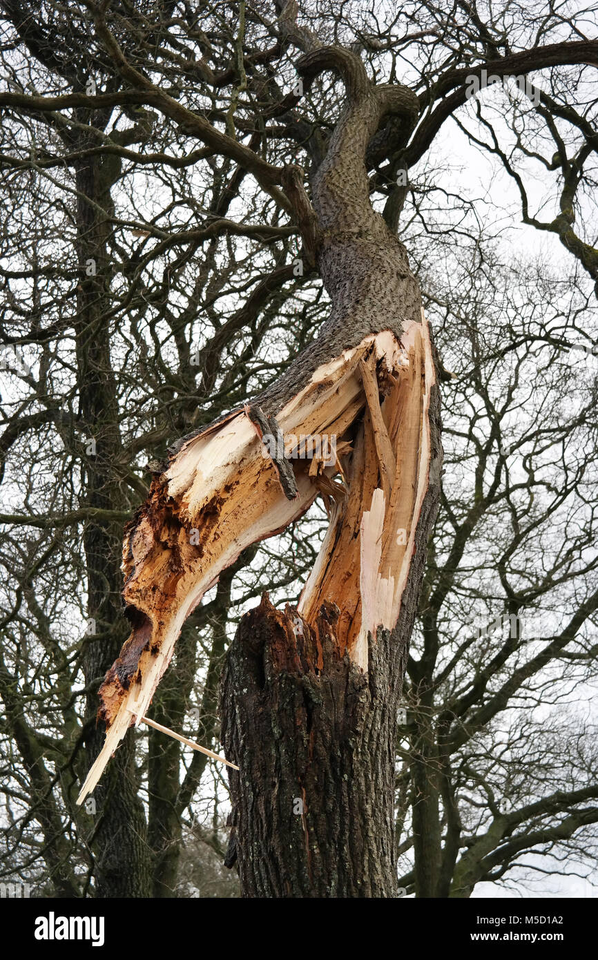 broken tree by the storm Stock Photo - Alamy