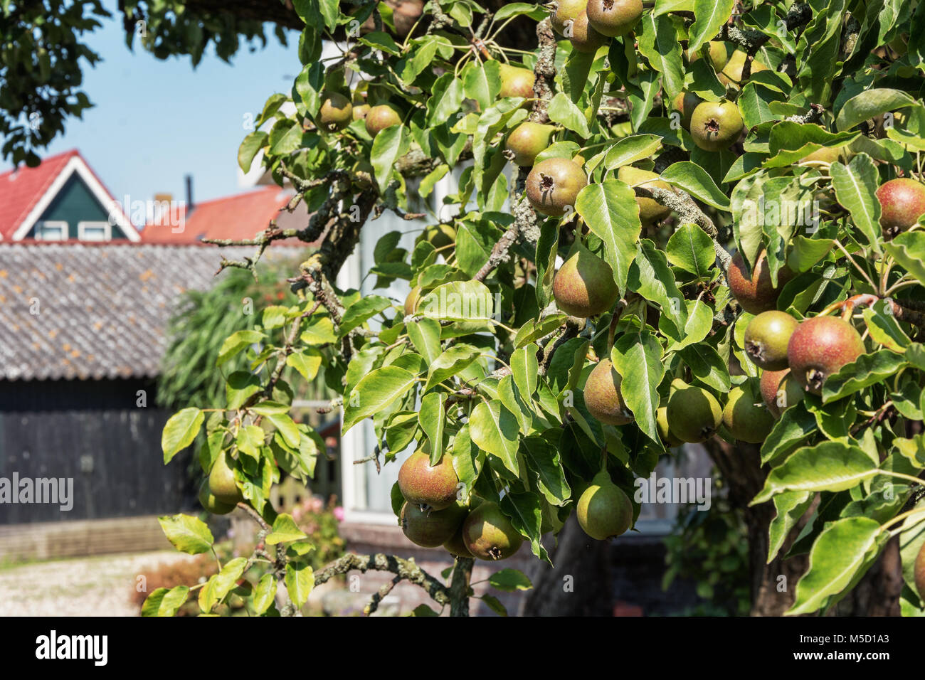 Apple tree in a garden in the Frisian village of Hindeloopen in the ...